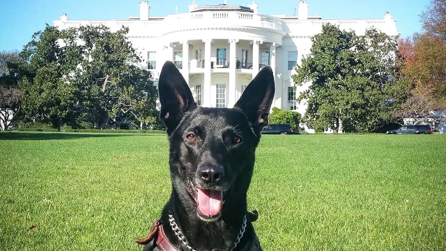K-9 Hurricane, decorated Secret Service dog, passes away