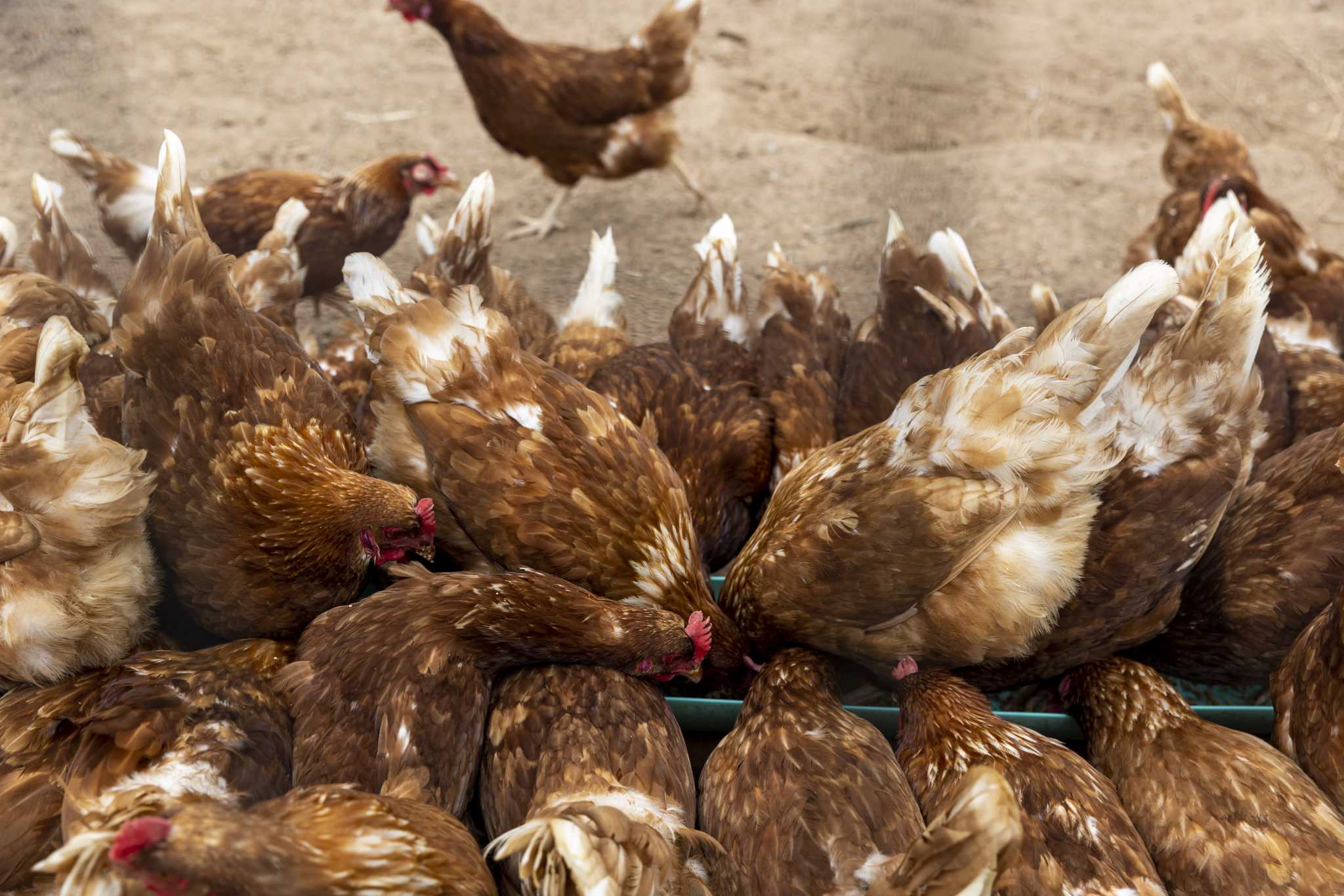 Texas weather and bird flu: How windy days influence spread