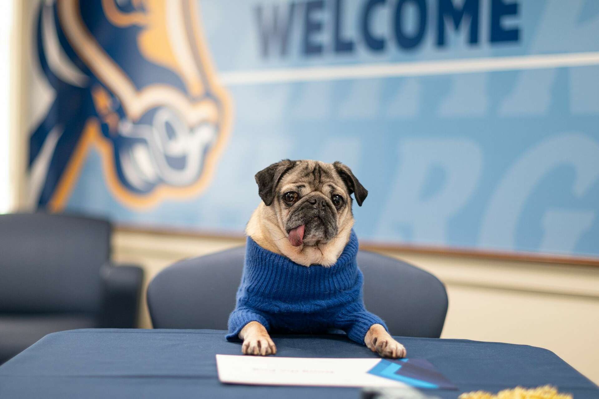 Viral dog Doug the Pug partners with the University of New Haven