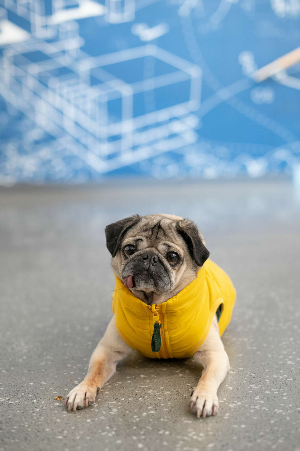 Viral dog Doug the Pug partners with the University of New Haven