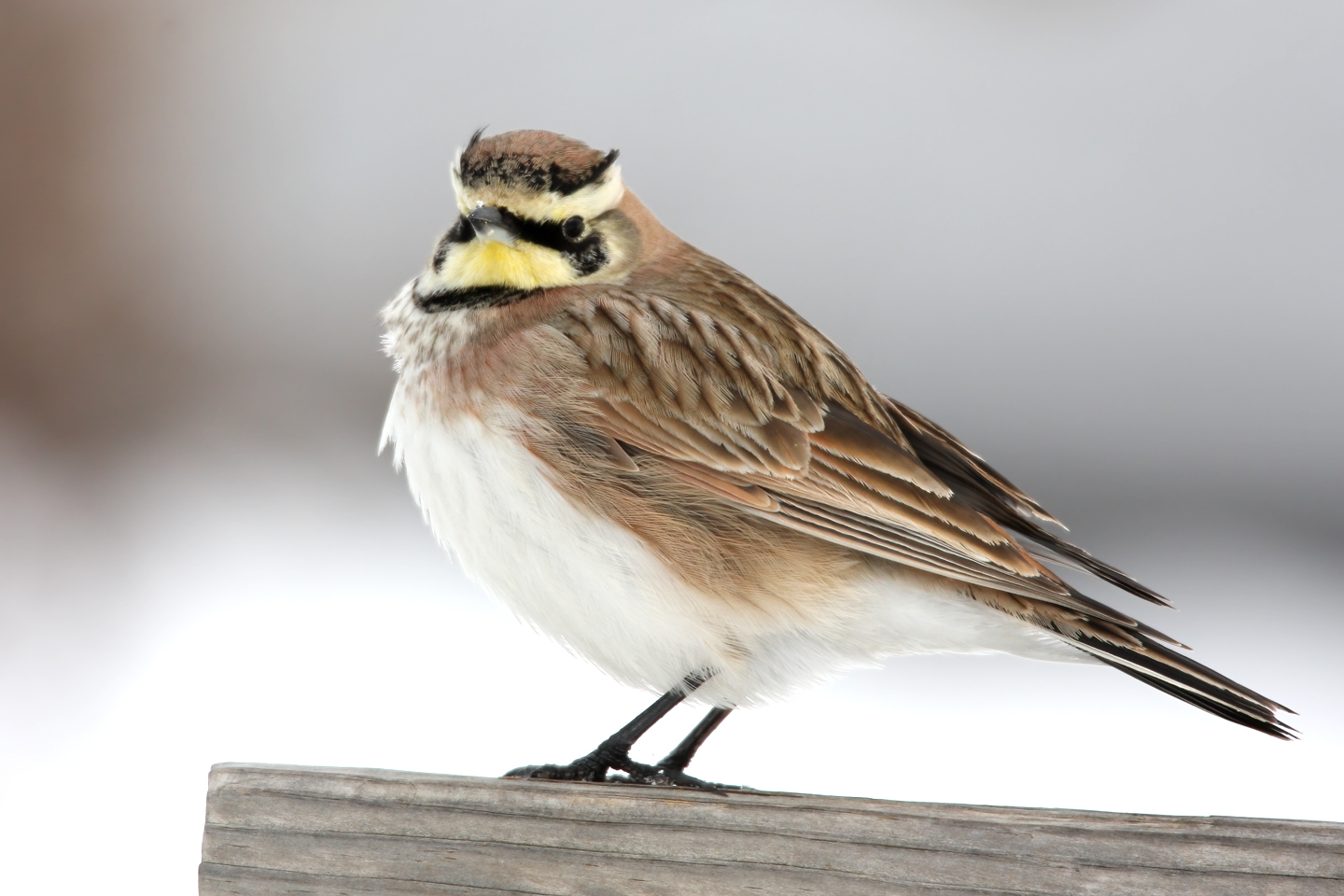 Horned larks and other birds flock to CT dairy farms amid cold snap