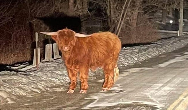 Scottish Highland bull that went missing from Kent seen in New Milford
