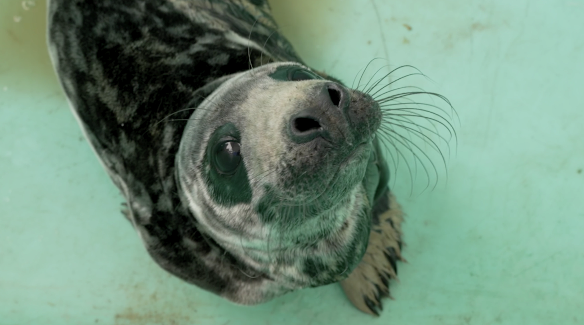 Seal, featured on Colbert, was seen around CT before New Haven rescue