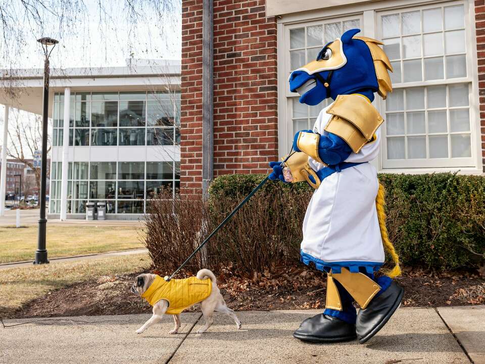 Viral dog Doug the Pug partners with the University of New Haven