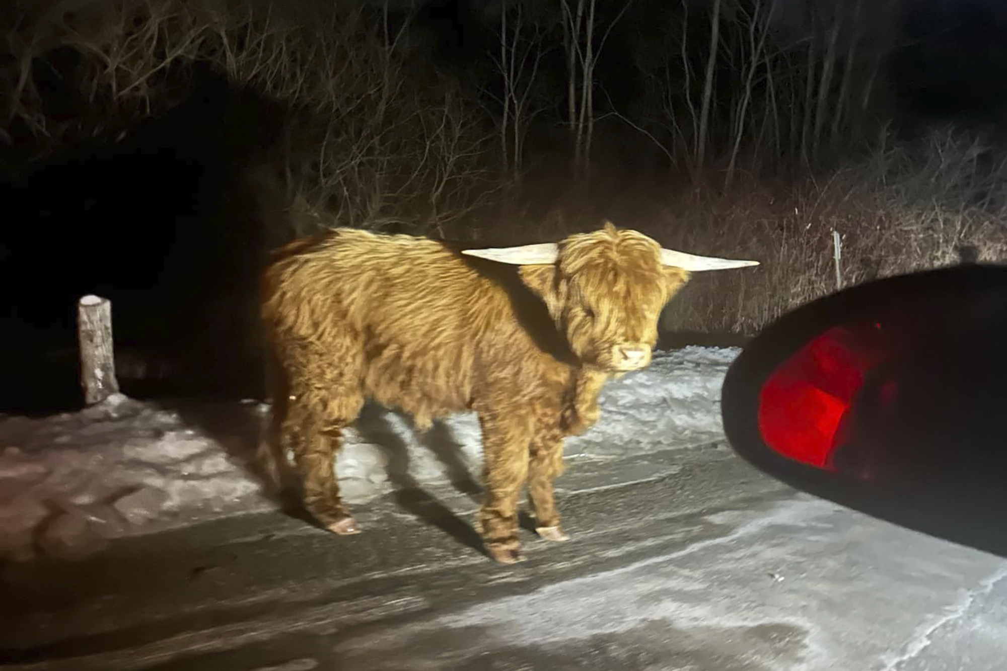 Scottish highland bull in CT has evaded capture for weeks