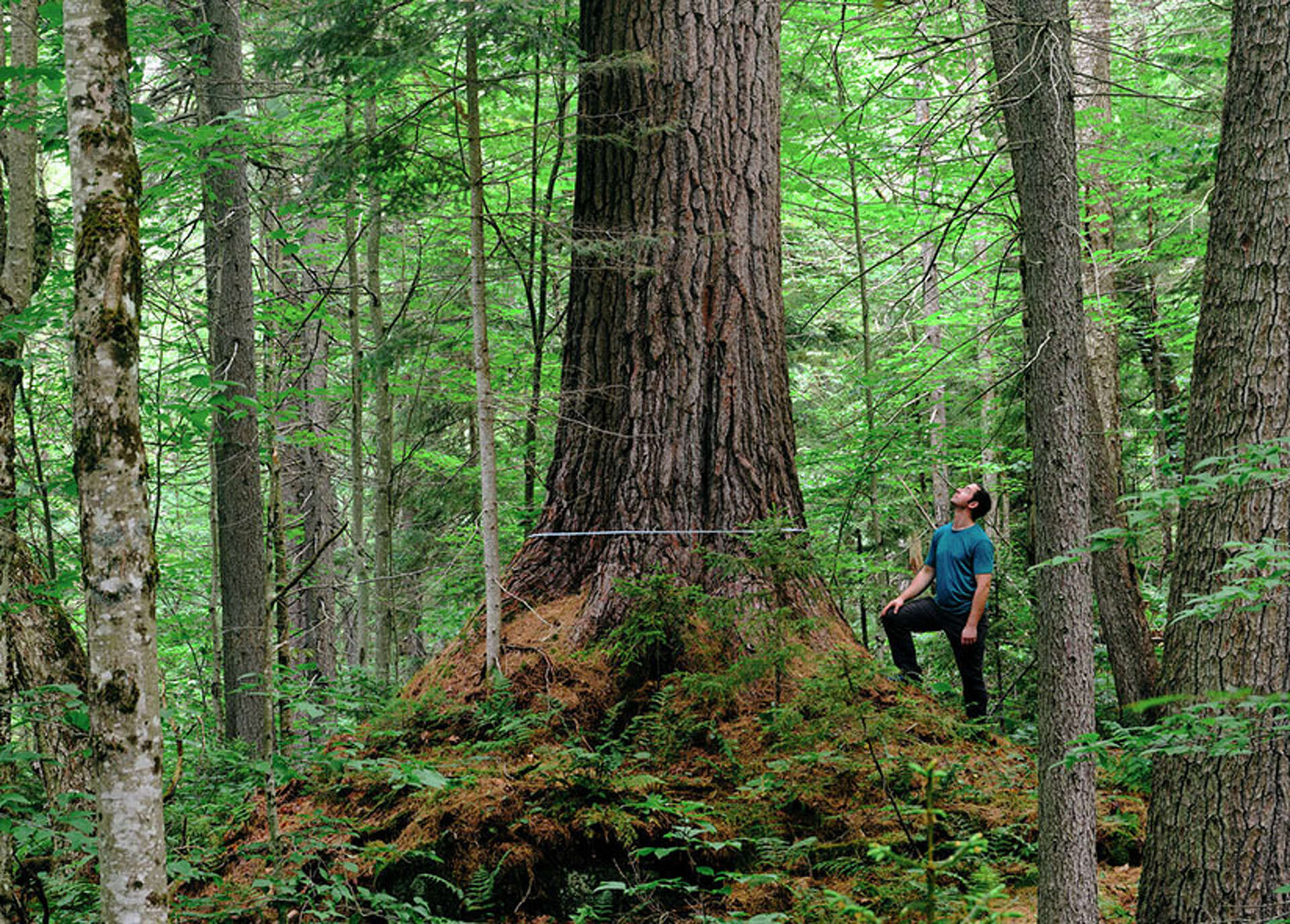 Gathering Growth documents significant trees in New York