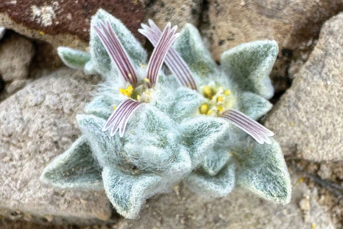 New flower discovered in Texas might be 'already on its way out'