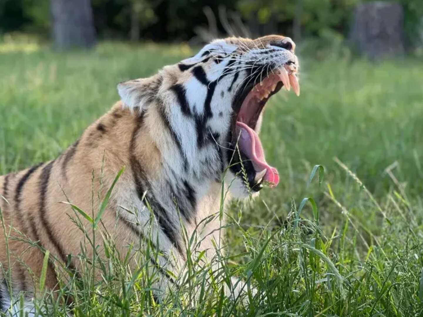 Loki, tiger rescued from a Houston home in 2019, has exotic new life