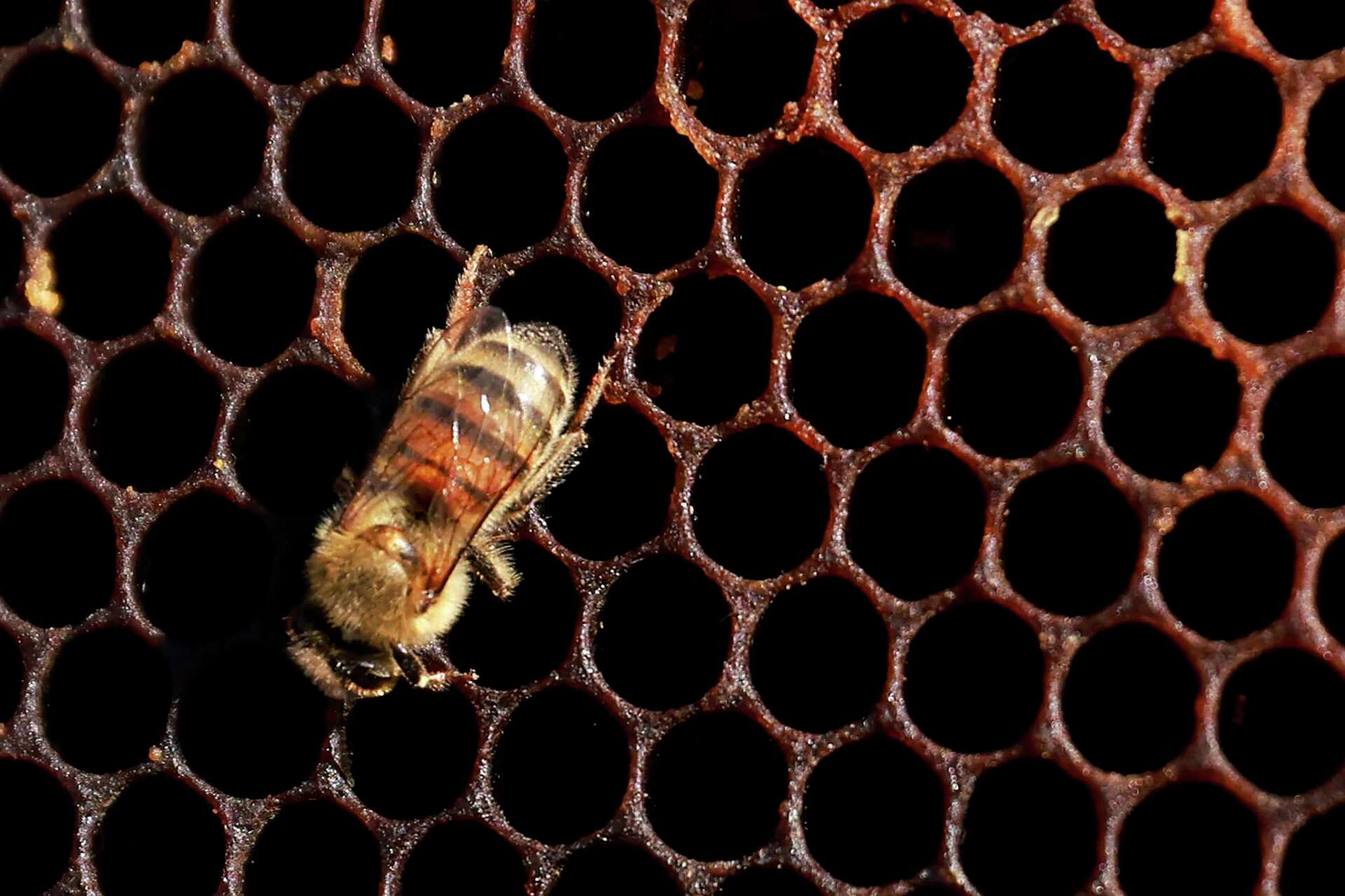 California’s almond crop threatened by ‘catastrophic’ honeybee losses
