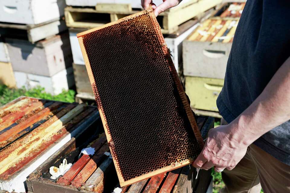 California’s almond crop threatened by ‘catastrophic’ honeybee losses