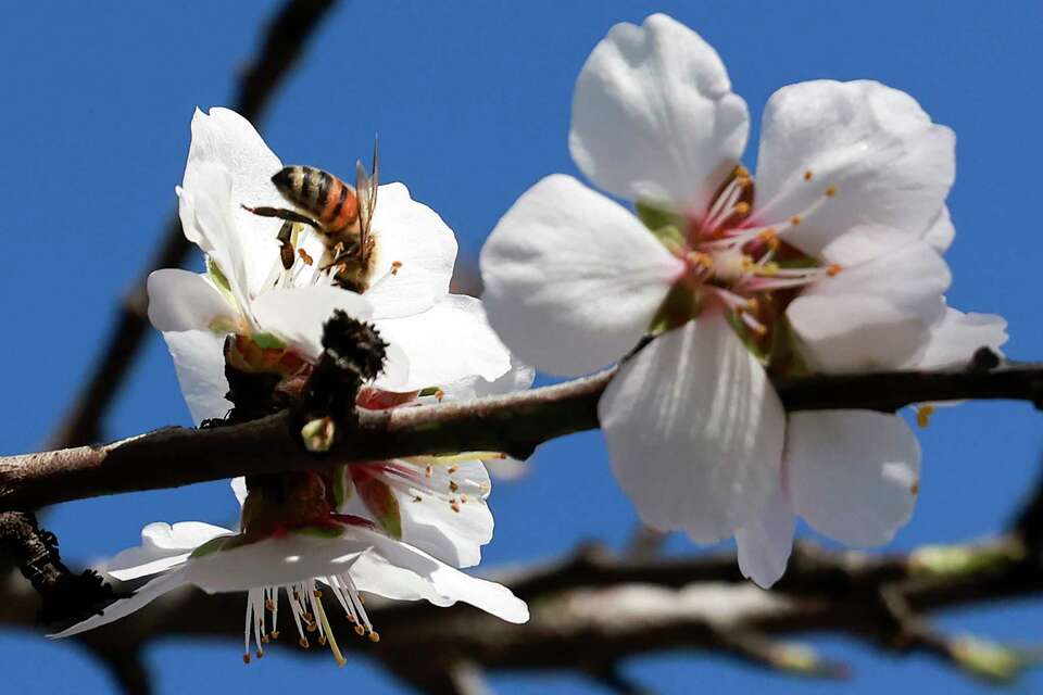 California’s almond crop threatened by ‘catastrophic’ honeybee losses