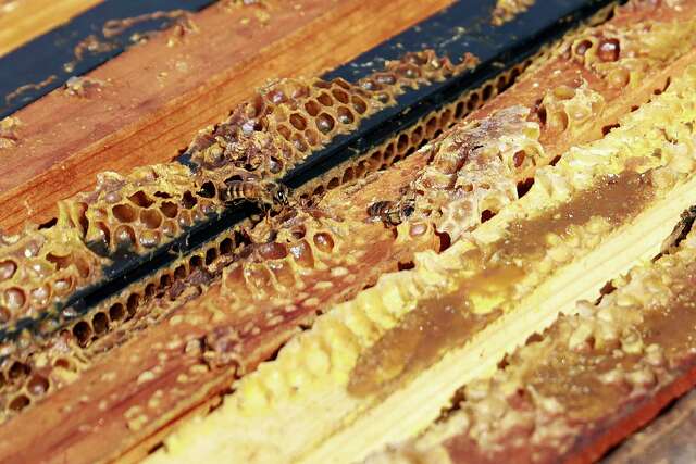 California’s almond crop threatened by ‘catastrophic’ honeybee losses