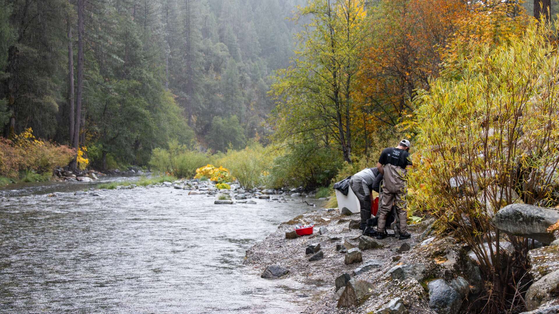 Salmon seen in Northern California river for first time in a century