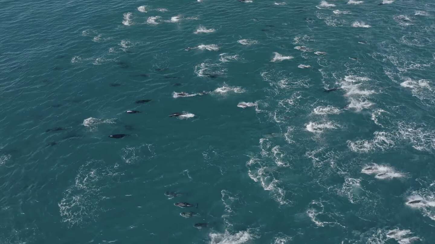 Video: ‘Mind-blowing’ pod of 2,000 dolphins off California coast