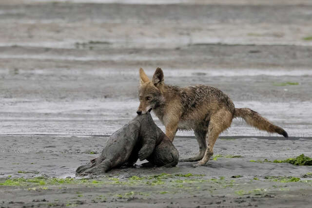 New Bay Area footage shows unexpected culprit decapitating baby seals