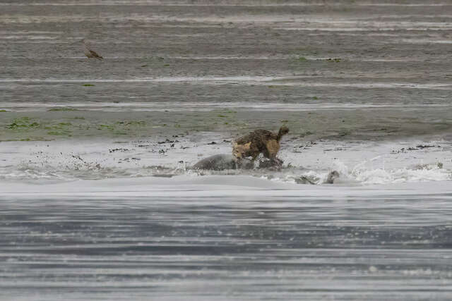 New Bay Area footage shows unexpected culprit decapitating baby seals