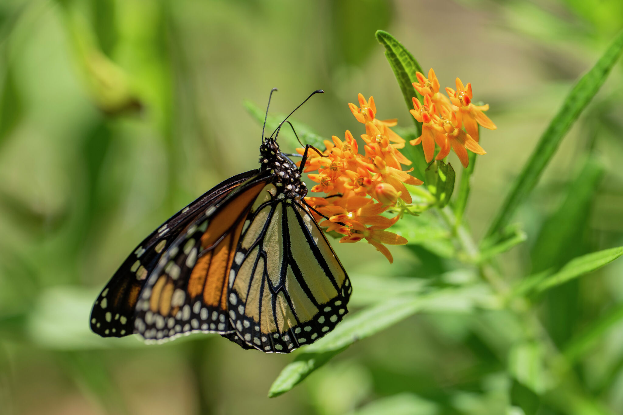 Monarch butterflies migrate through San Antonio, lay eggs
