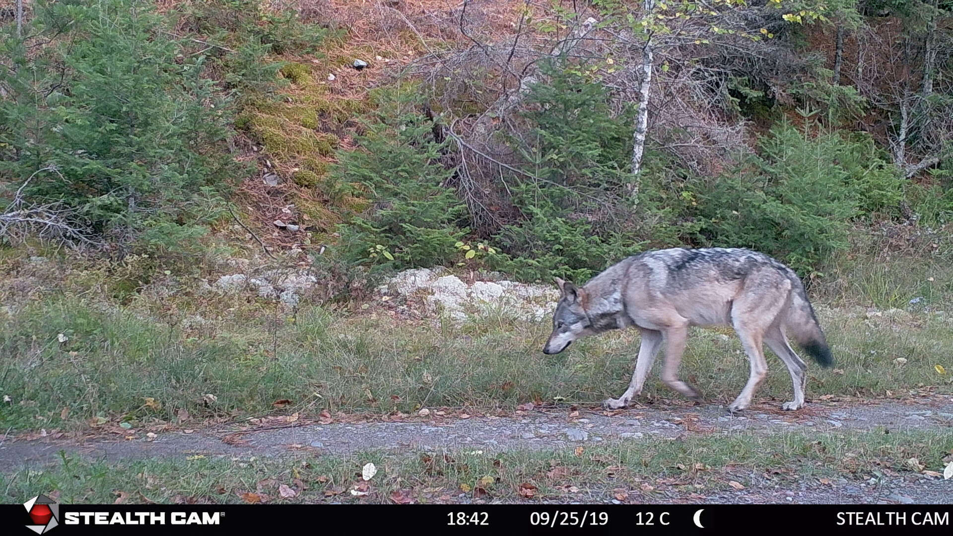 Michigan DNR seeks eyes in the field for gray wolves