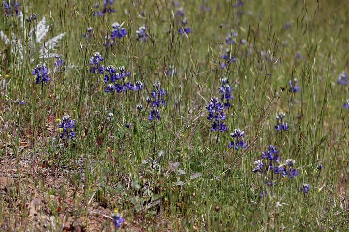 Bay Area flowers blooming. What are the chances of a superbloom?