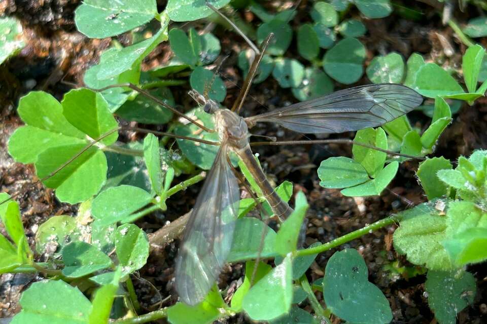Giant mosquito look-alikes are taking over Houston