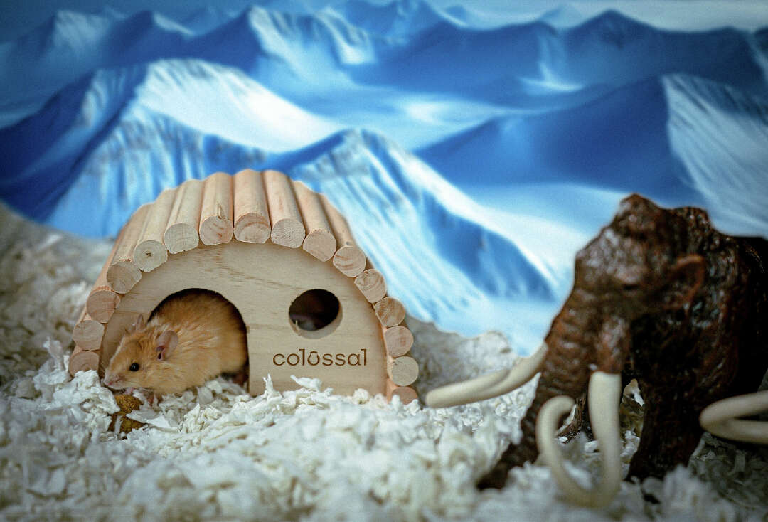 Texas company creates a woolly mouse. Next is the woolly mammoth.