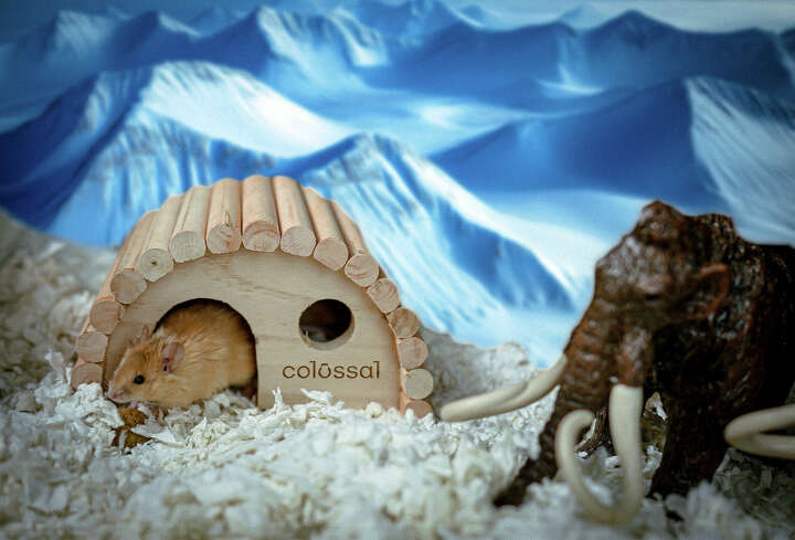 Texas company creates a woolly mouse. Next is the woolly mammoth.