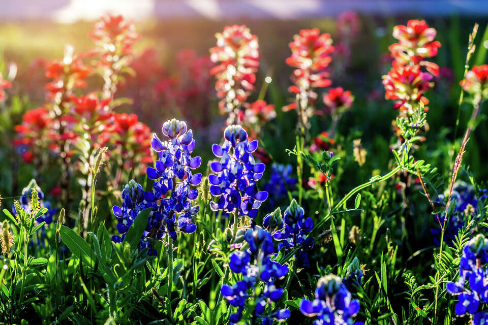 Texas wildflower forecast shows bleak bluebonnet season