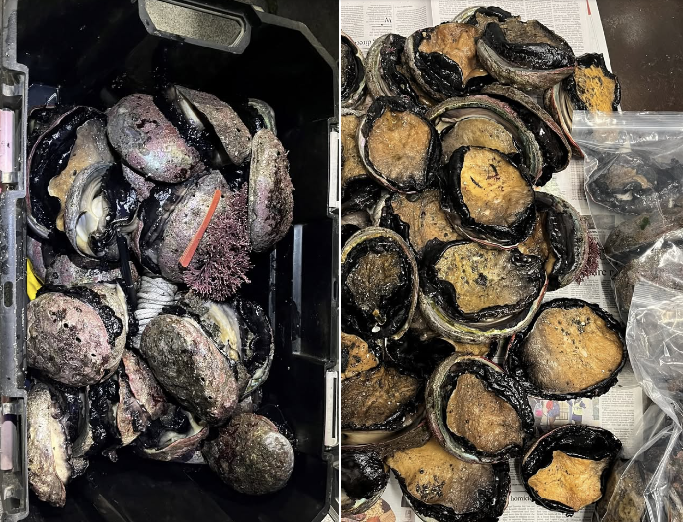 Traffic stop in Sonoma County reveals black market abalone poaching