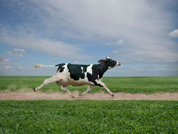 Cow escapes Houston Rodeo, runs through the street