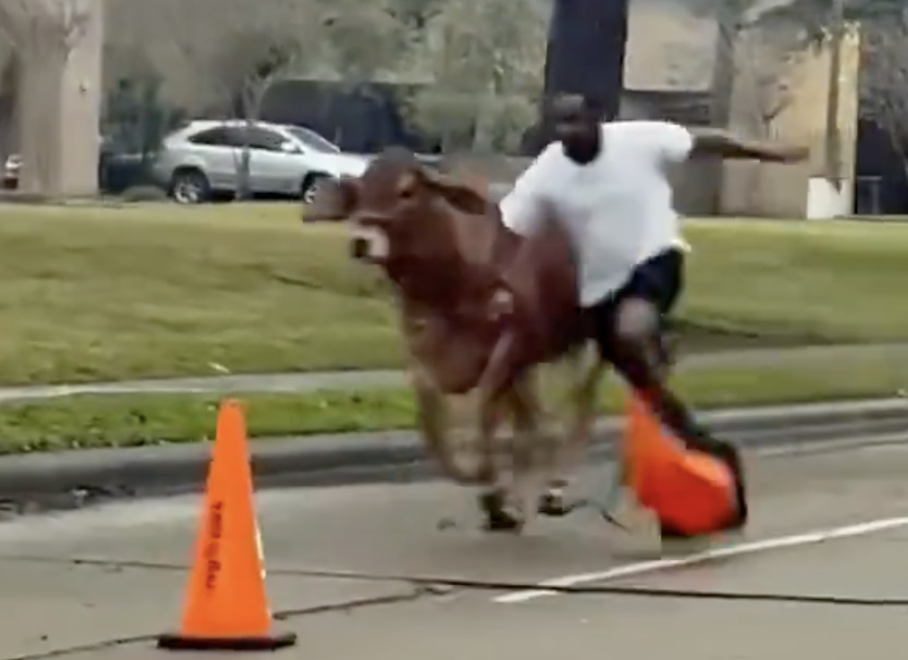 Cow escapes Houston Rodeo, runs through the street