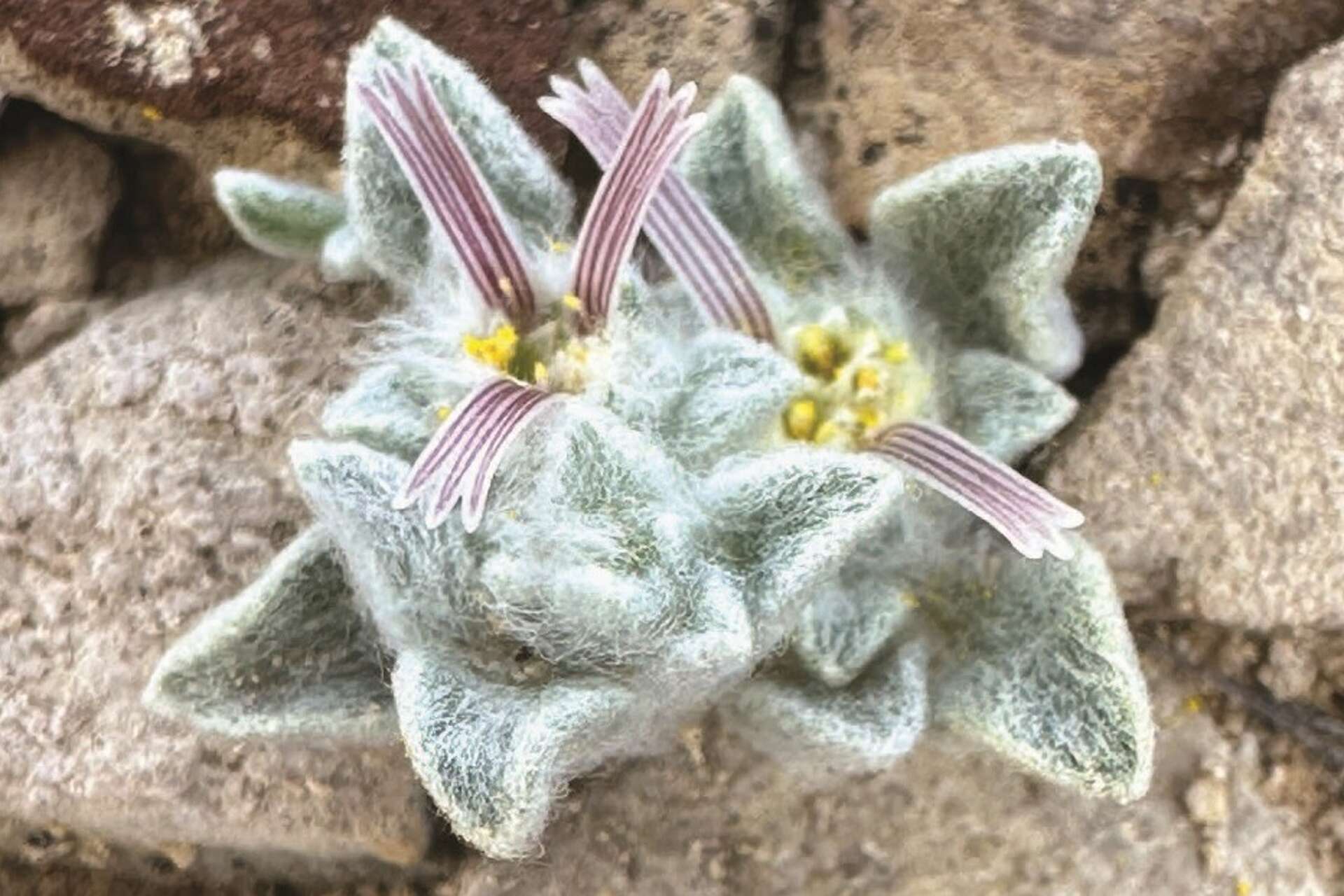 US national park reveals new plant species, the 'wooly devil'