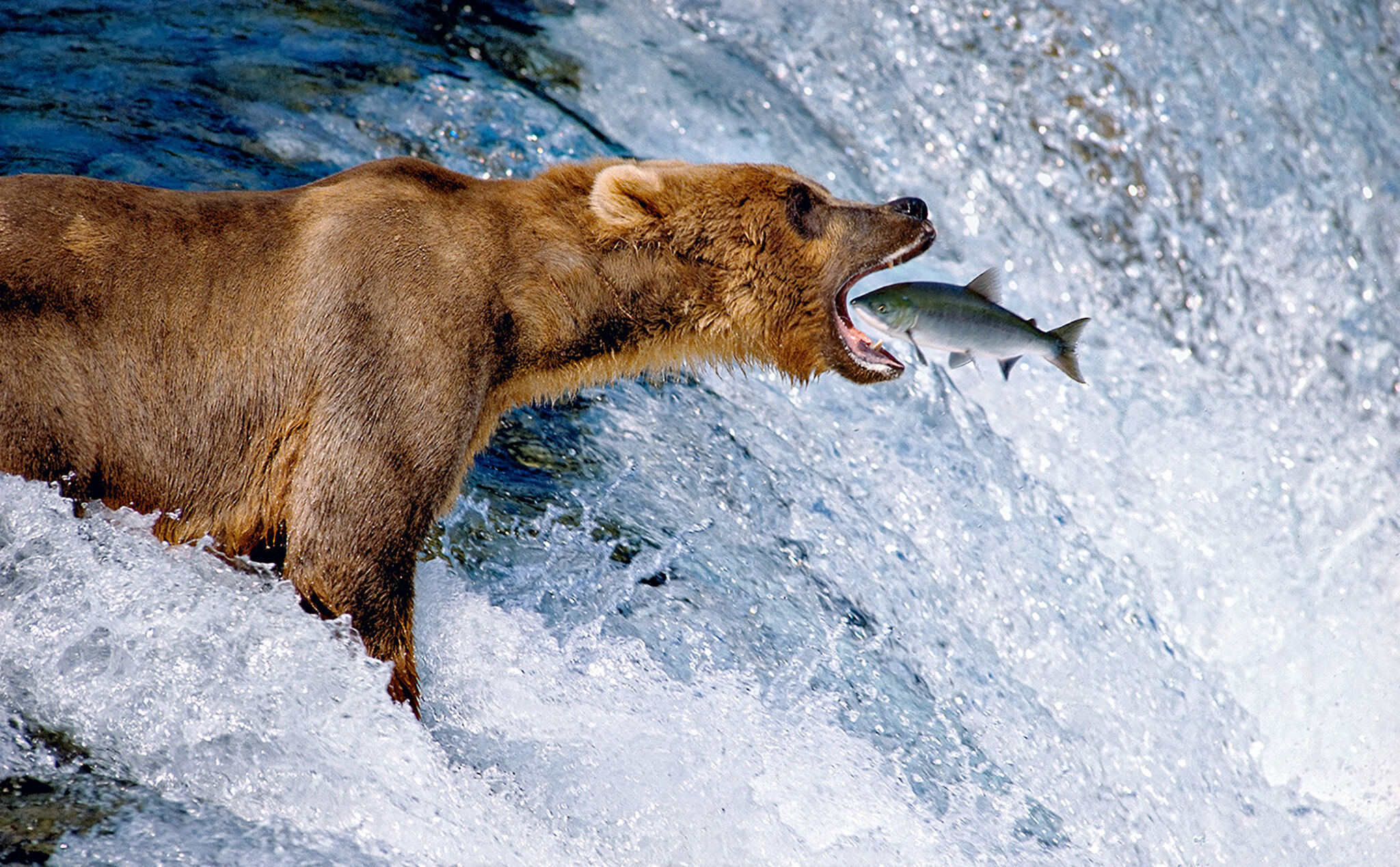 Quincy exhibit to feature some of world's most famous wildlife photos