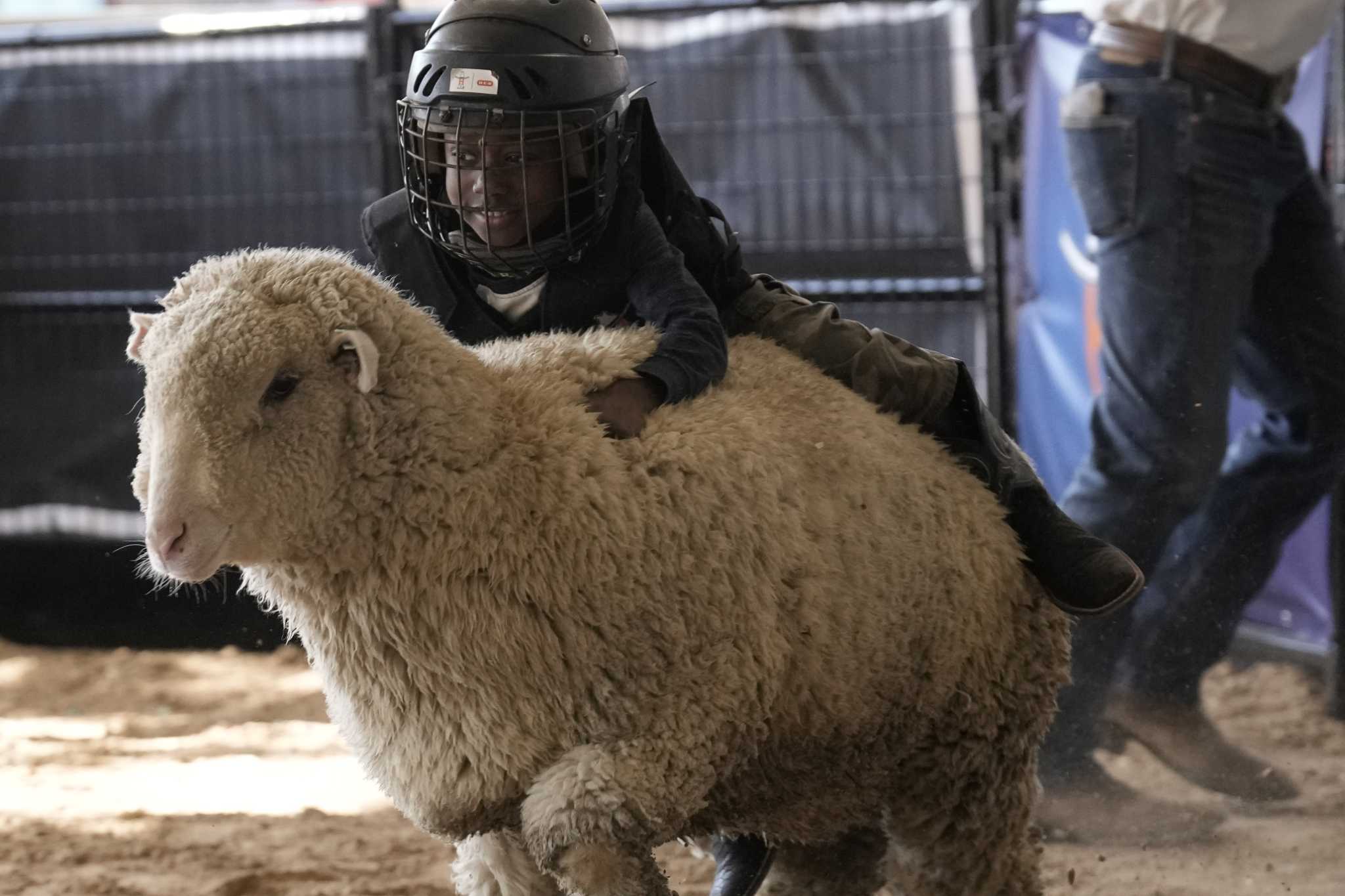 Houston Rodeo's mutton bustin' competition still popular with kids