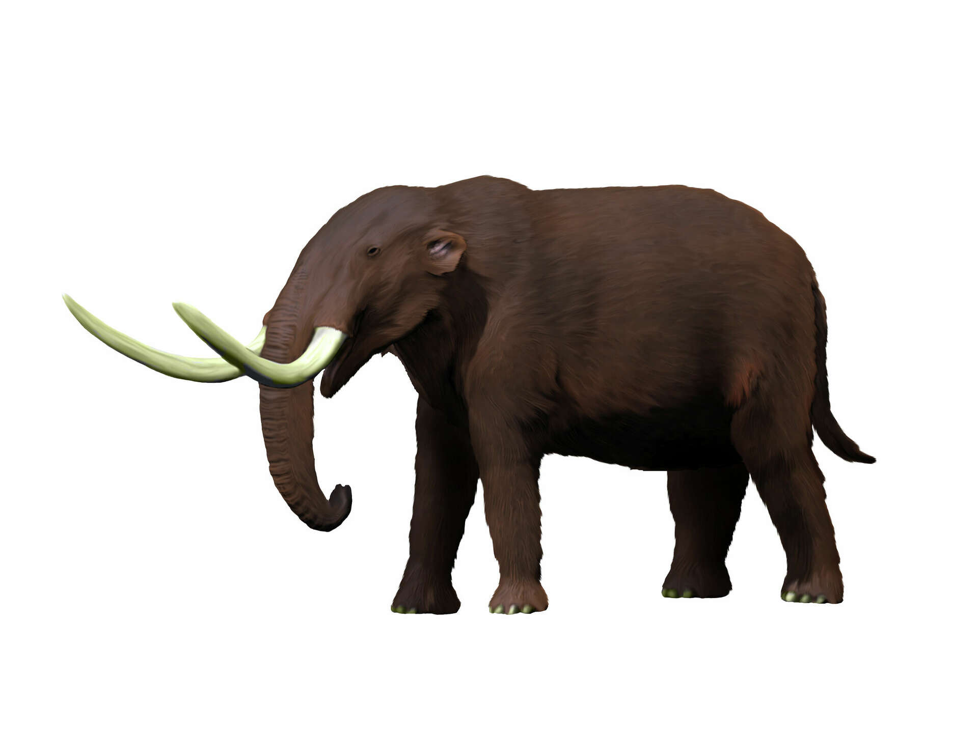 Woolly mammoth de-extinction progresses with engineered 'woolly mice'