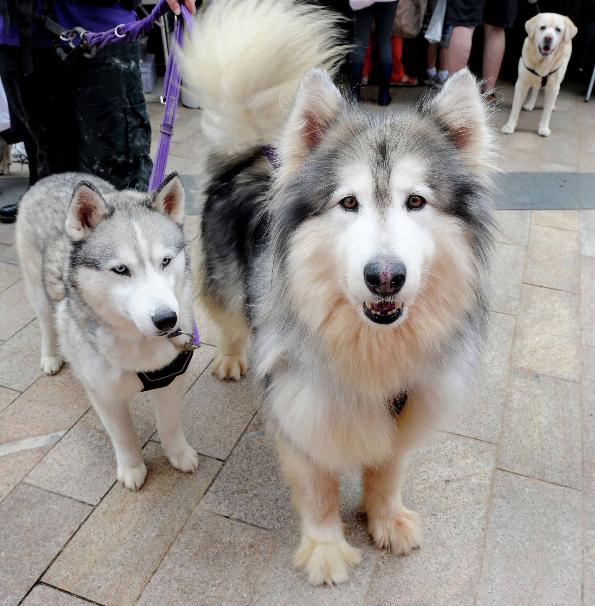 How to keep double-coated dogs safe in extreme temperatures