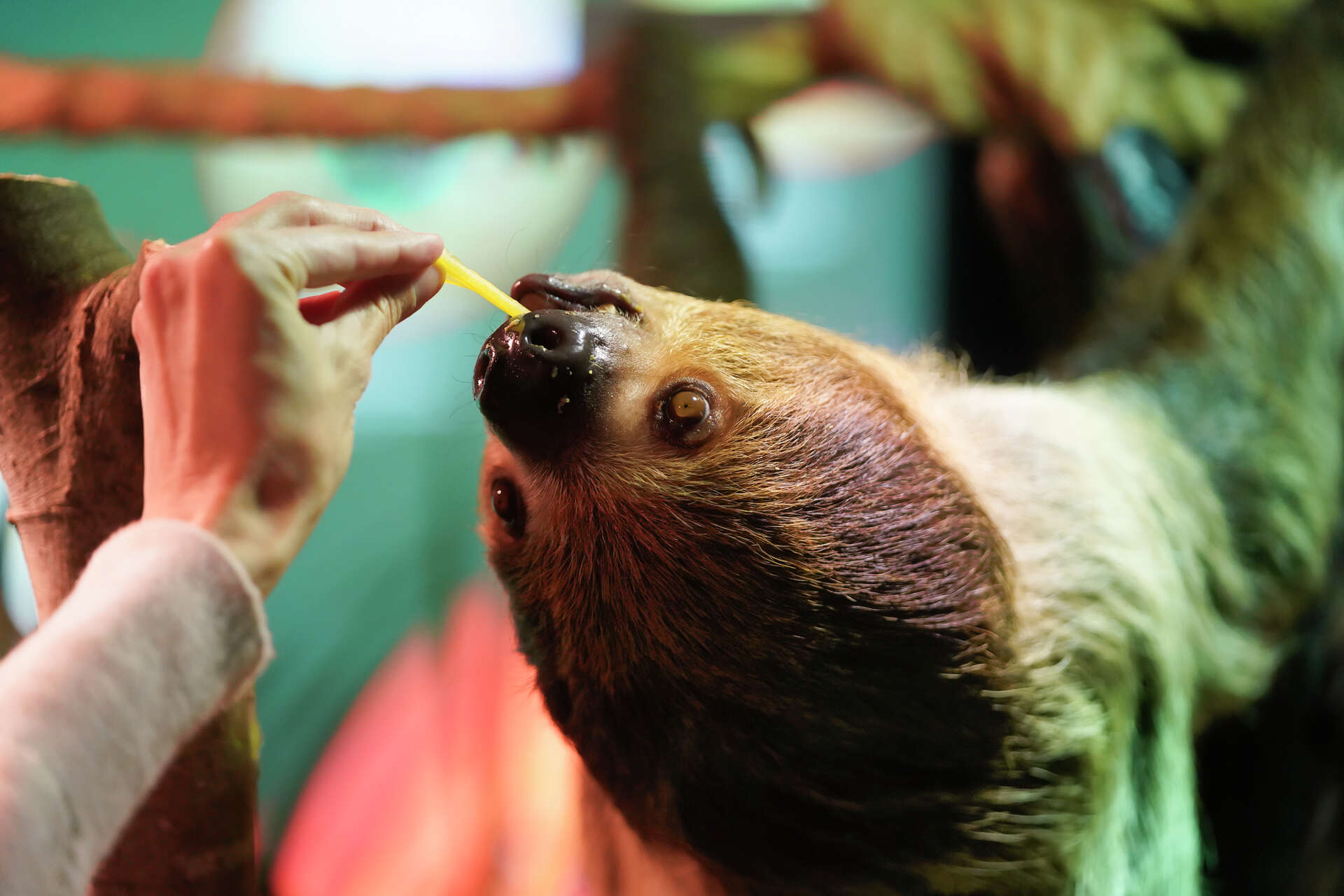 Witte Museum exhibit features live snakes and a sloth