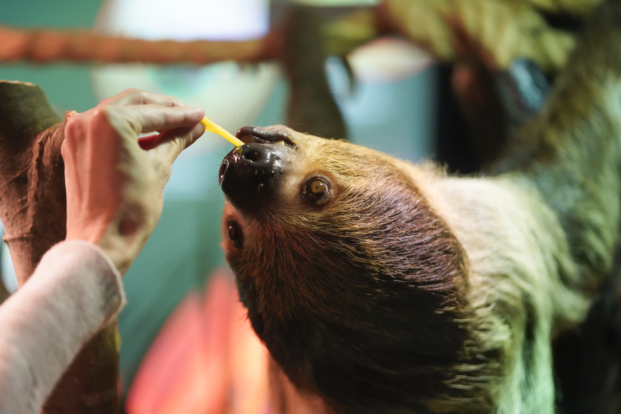 Witte Museum exhibit features live snakes and a sloth