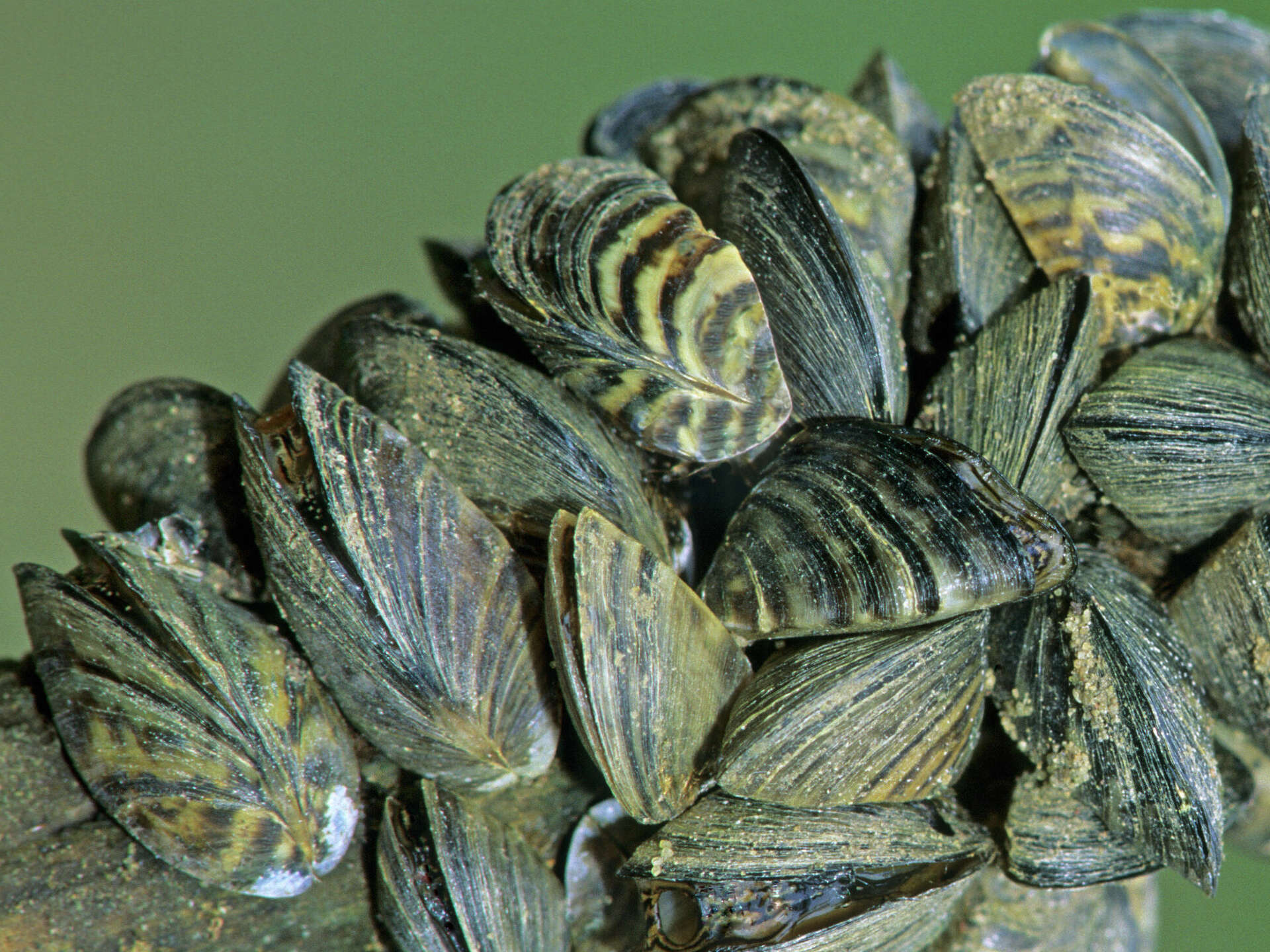 Midland faces water pressure woes from zebra mussels, valve failure