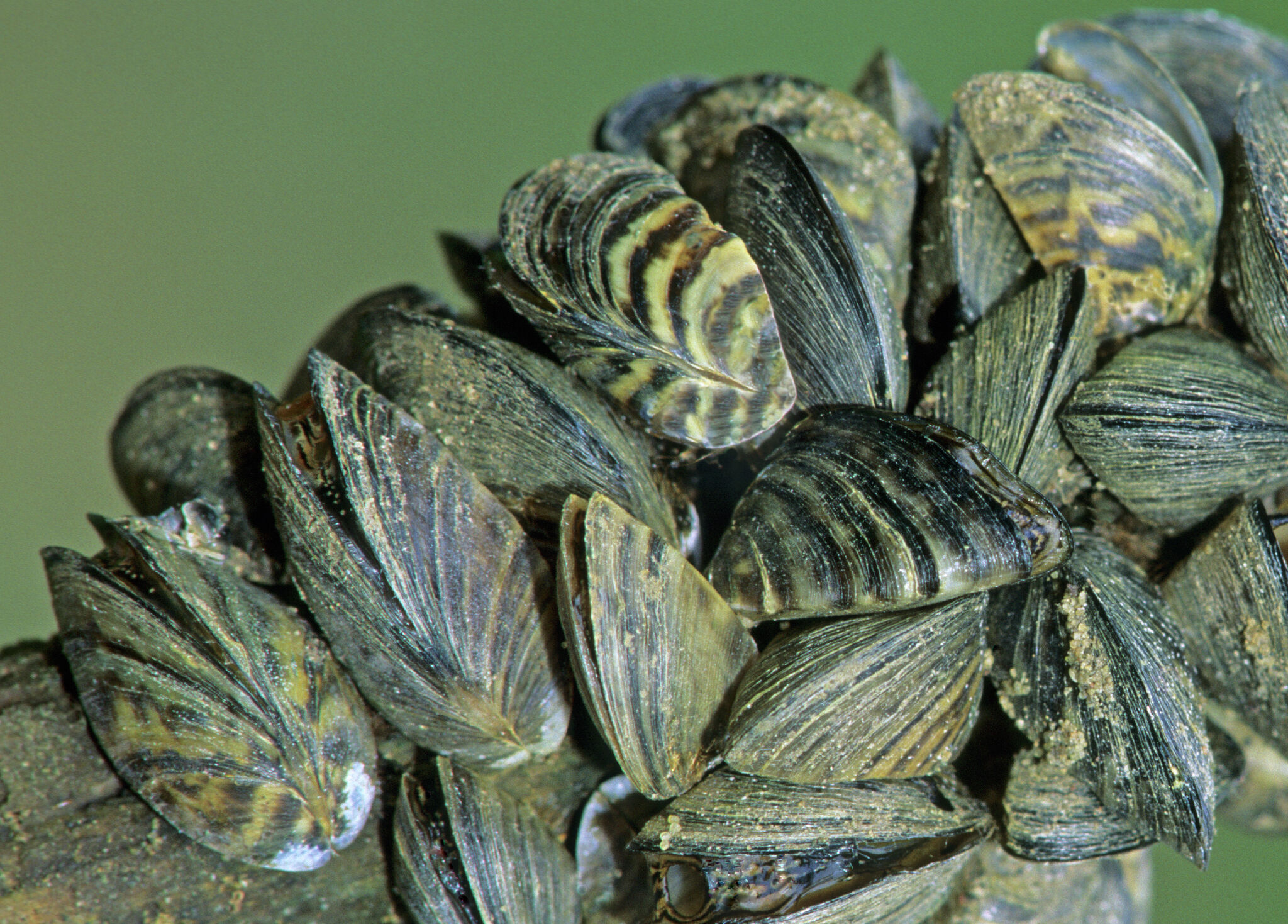 Another Texas lake infested with invasive Zebra Mussels