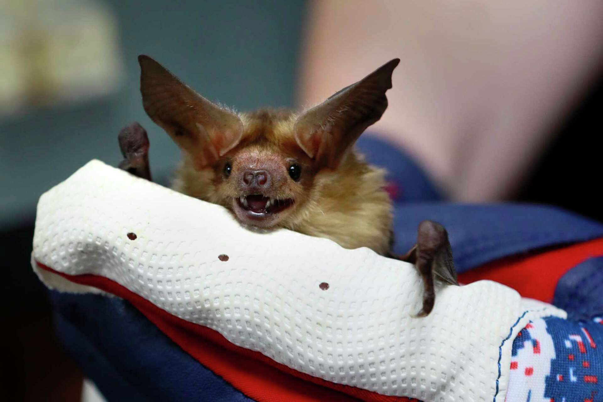 Another dead bat infected with rabies found at East Bay home