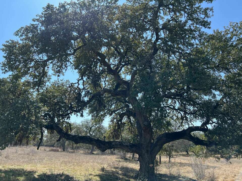 Von Erich wrestling family shares look at 70-acre Texas ranch