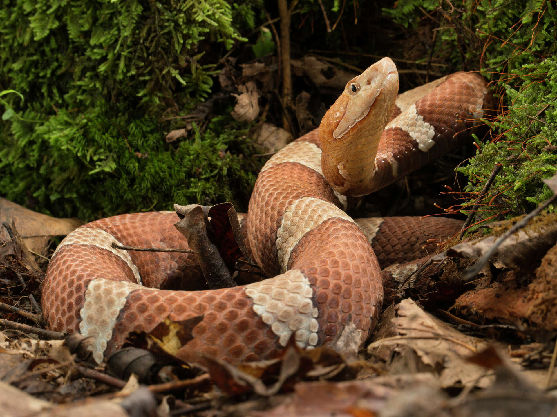 Texas official issues warning about dangerous snakes out this spring