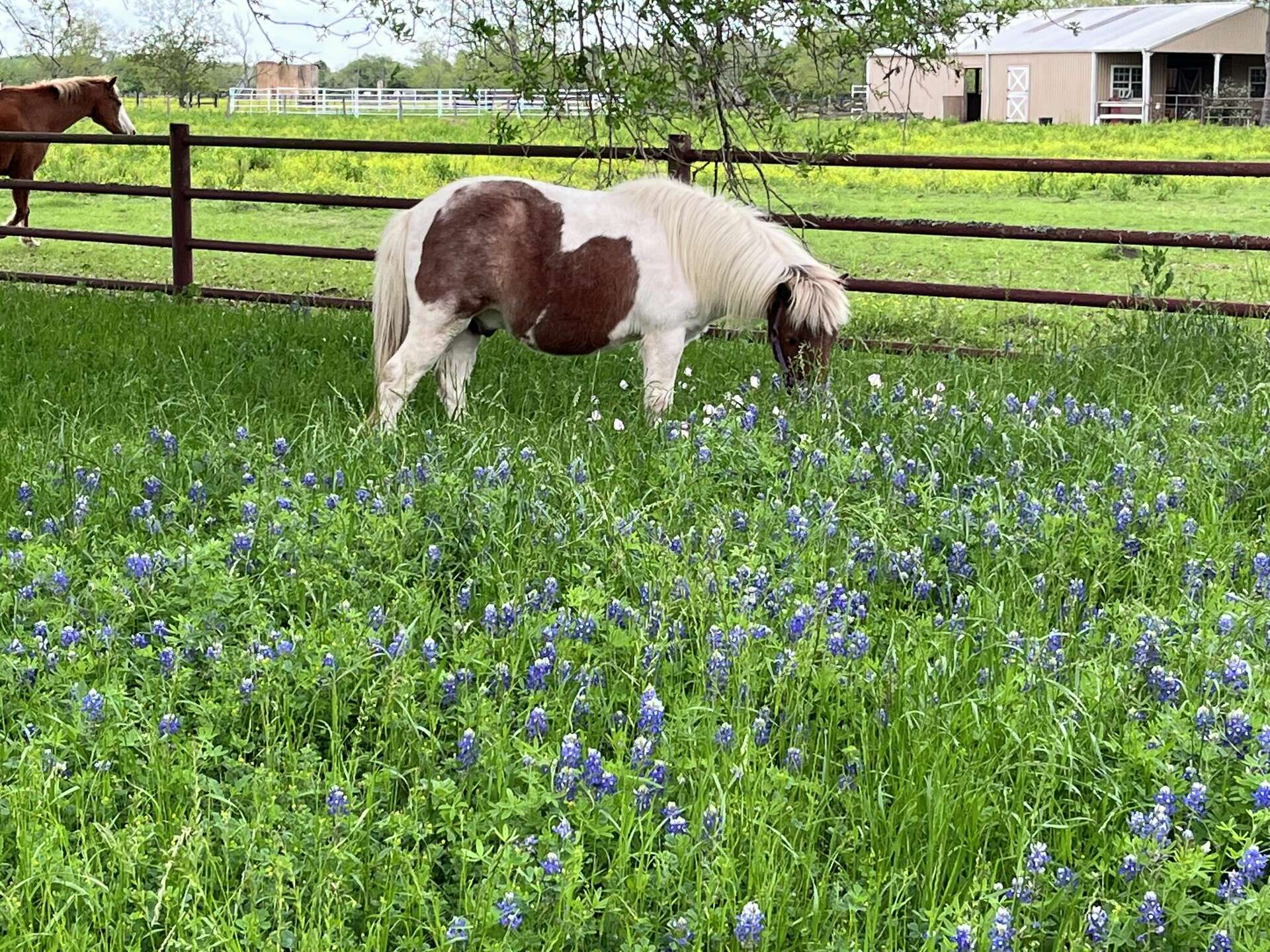 South of Houston is wildflower, bluebonnet hidden gem