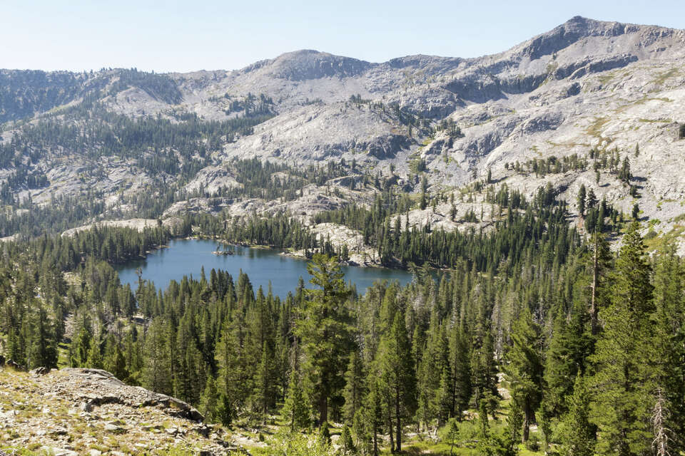 talu forestry services