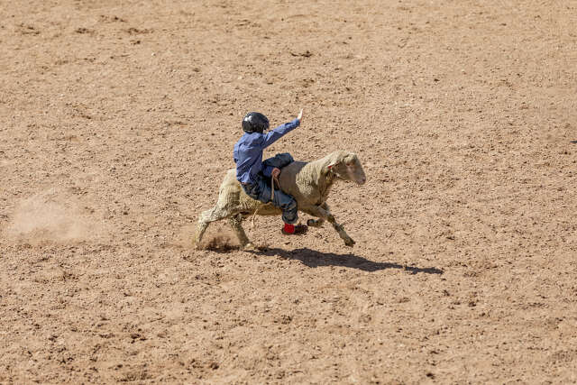 Mutton bustin' at Houston rodeo is 15 seconds of anxiety