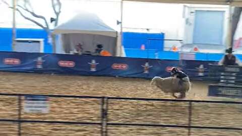 Mutton bustin' at Houston rodeo is 15 seconds of anxiety