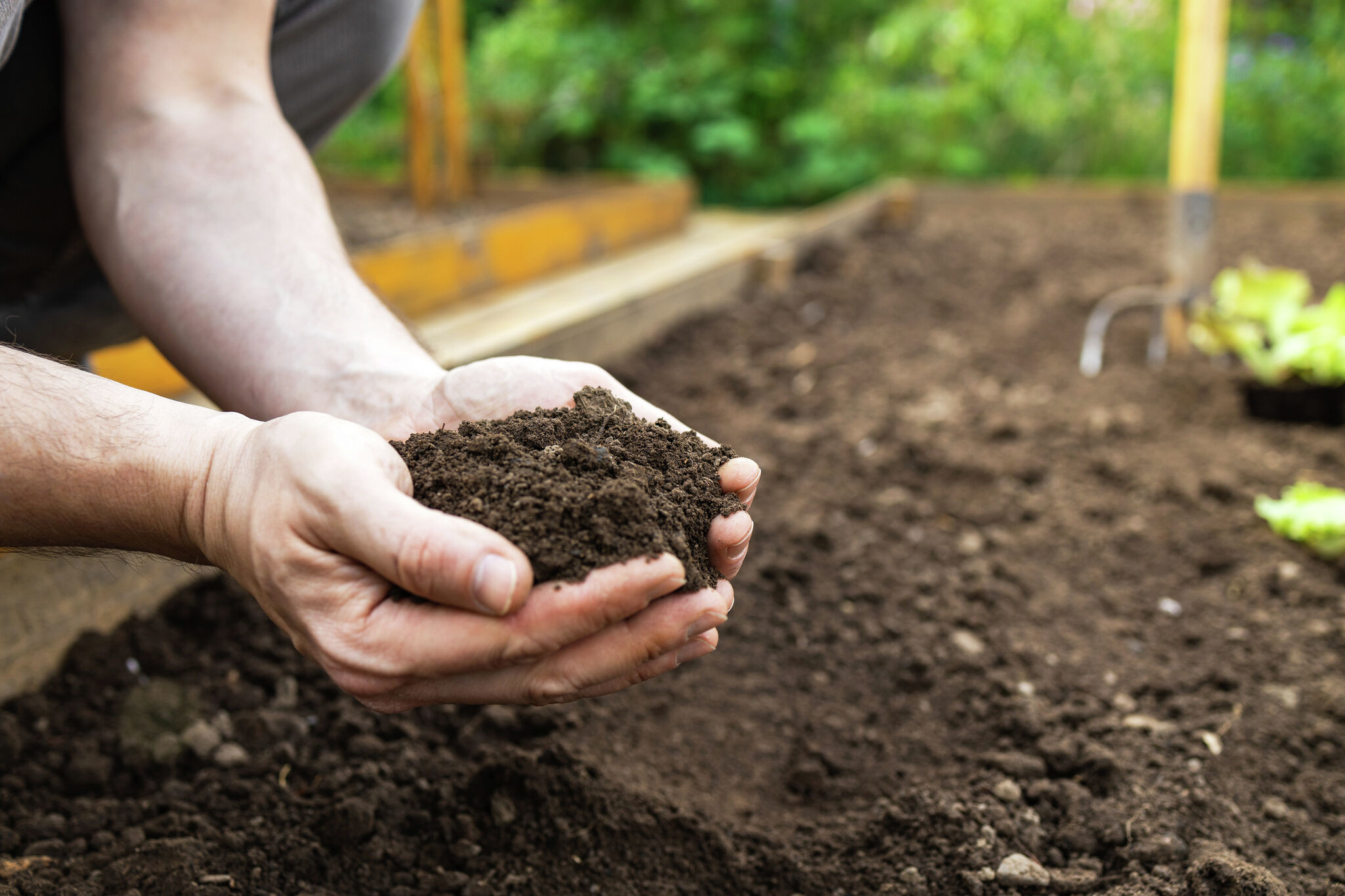 Growing your own garden 101: Beginner tips for a bountiful harvest