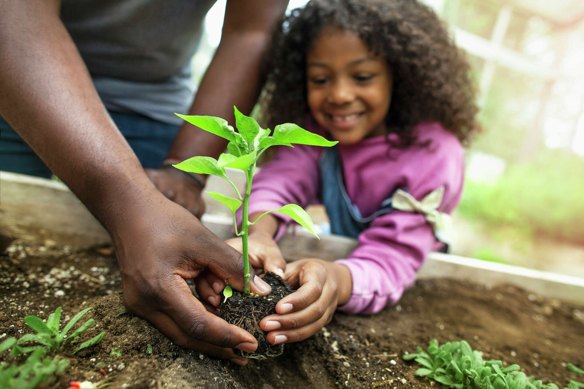 Growing your own garden 101: Beginner tips for a bountiful harvest