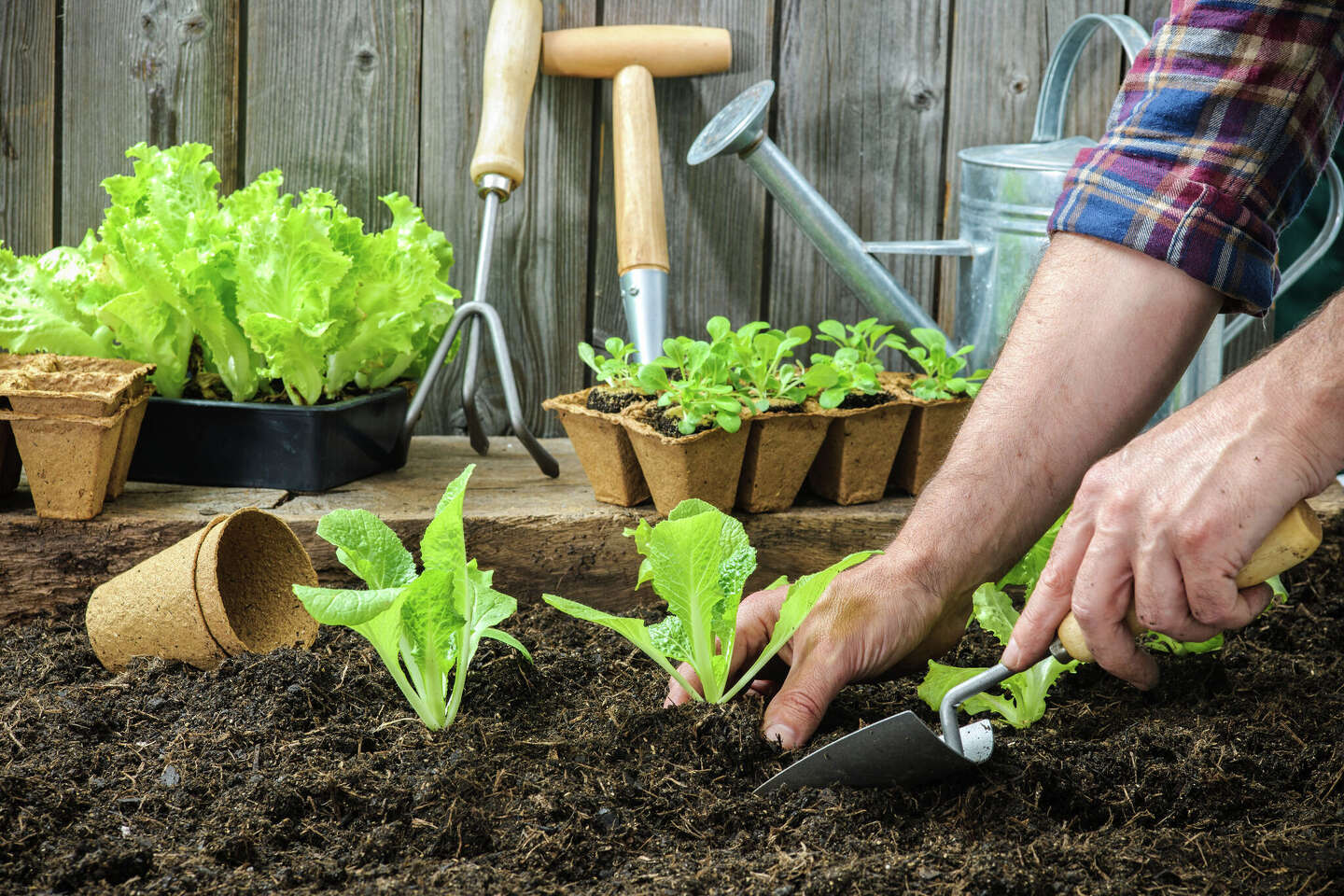 Growing your own garden 101: Beginner tips for a bountiful harvest