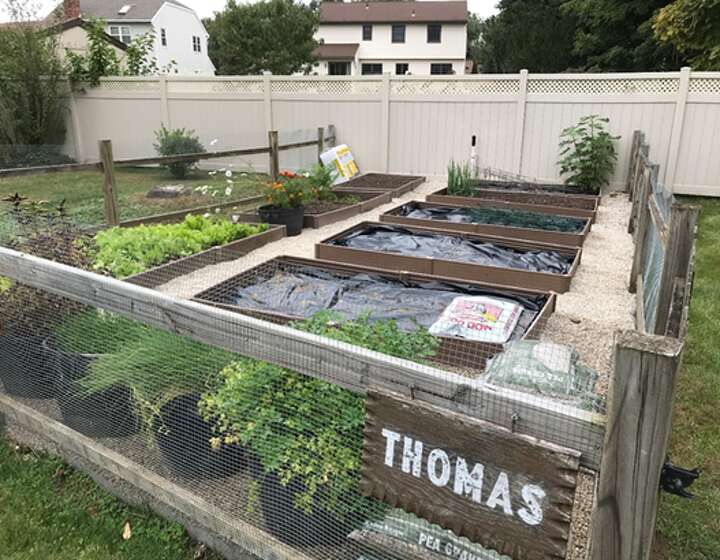 Growing your own garden 101: Beginner tips for a bountiful harvest